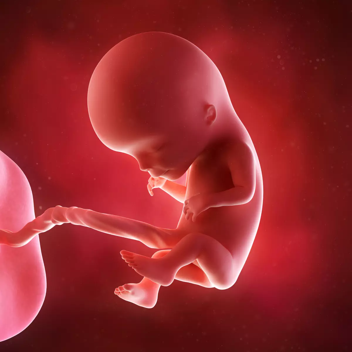 胎児開発、児童開発、2段階