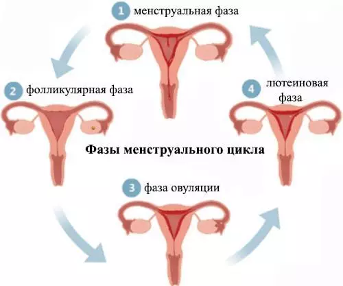 월경주기의 손상 치료는 정상으로 되돌아갑니다.