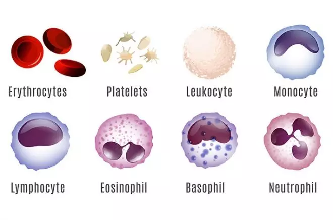 Eosiniophy - రక్తం Eosinophils పెరుగుదల: కారణాలు మరియు విశ్లేషణలు 10995751_1