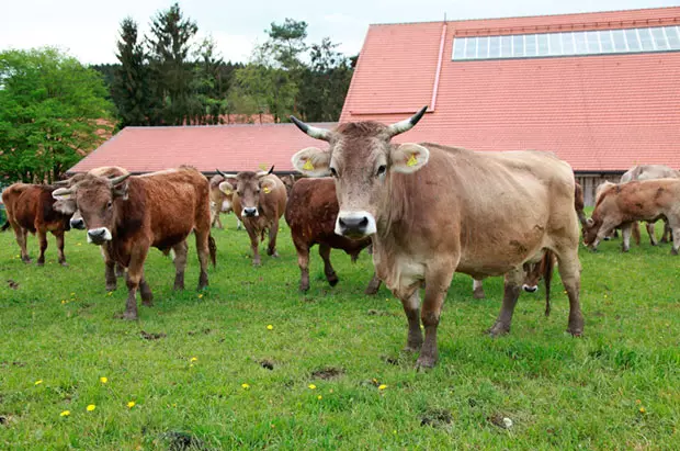 Zašto bi hrana trebala biti organska