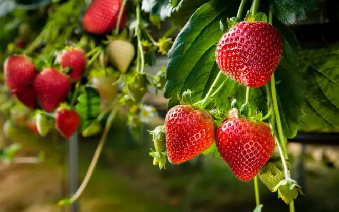 Strawberry: manuia