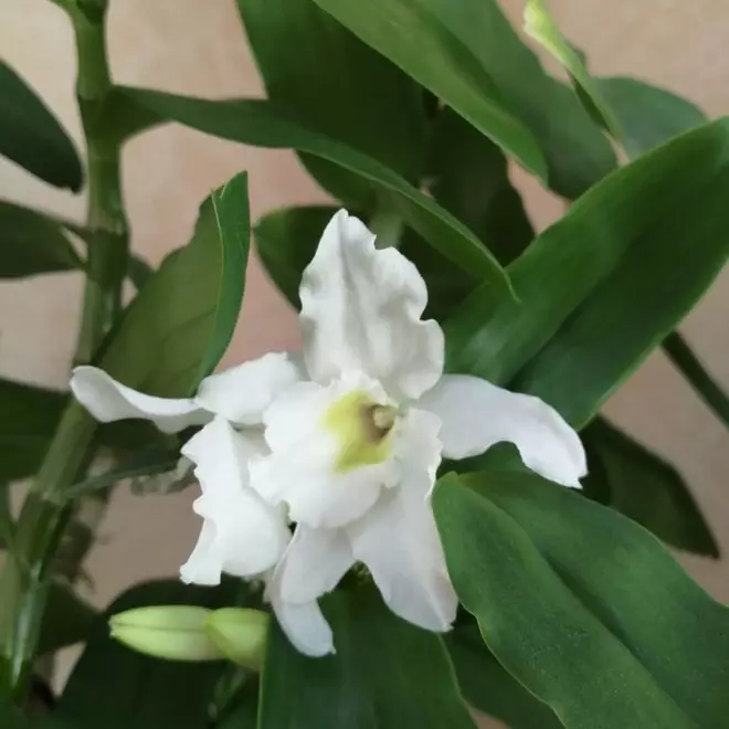 Orquídeas de casa e regras de seu cultivo 120237_7