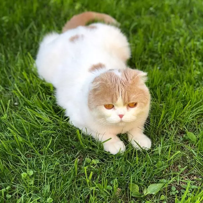 Pet domestique Lera Kudryavtseba