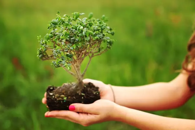 Auala e Tuputupu Ae o Bonsi Bonsai 156332_1