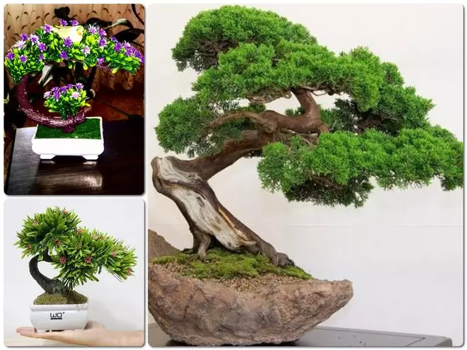 Bagaimana untuk mengembangkan rumah Bonsai 156332_12