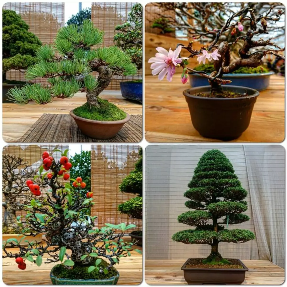 Bagaimana untuk mengembangkan rumah Bonsai 156332_3