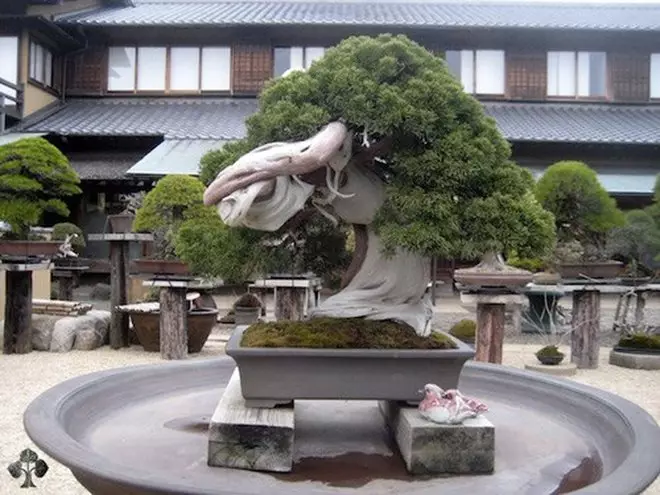 Kuinka kasvaa koti Bonsai 156332_4