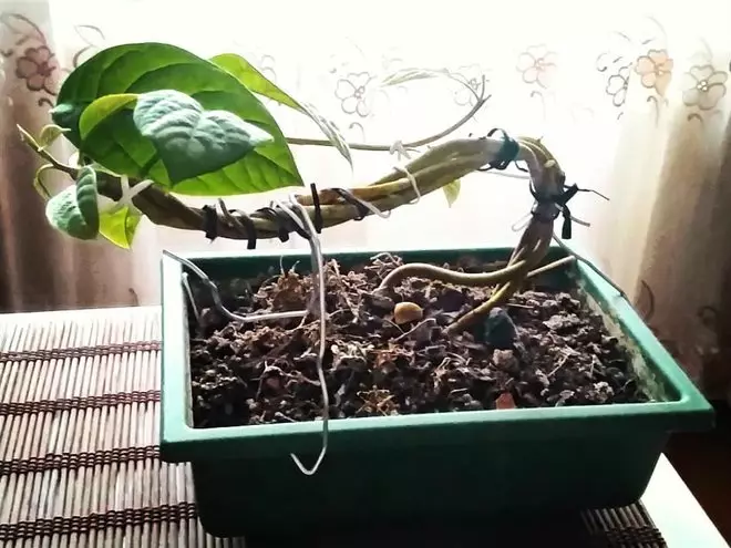 Bagaimana untuk mengembangkan rumah Bonsai 156332_6