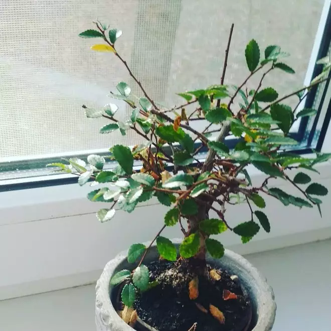 Kuinka kasvaa koti Bonsai 156332_7