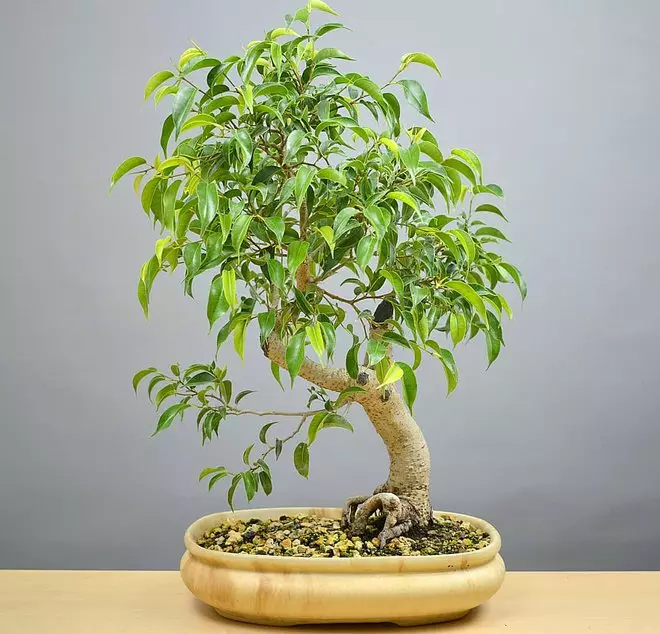 Cómo crecer Inicio Bonsai 156332_8