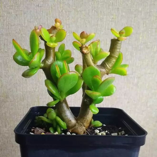 Kuinka kasvaa koti Bonsai 156332_9