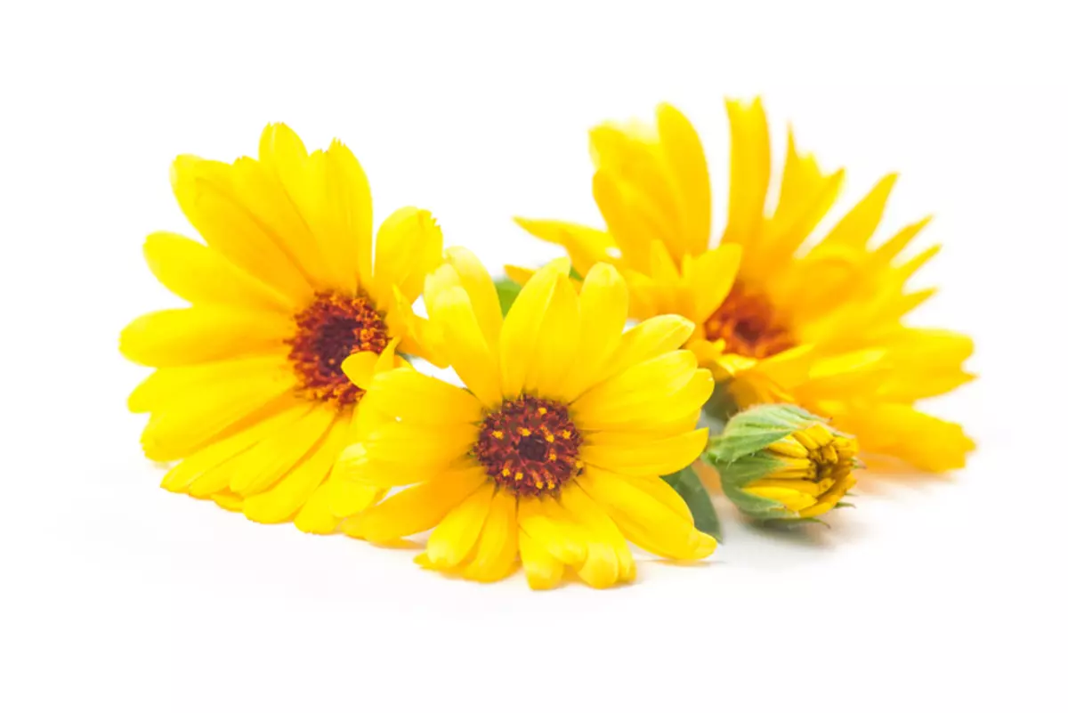 Calendula Propiedades terapéuticas y contraindicaciones para mujeres.