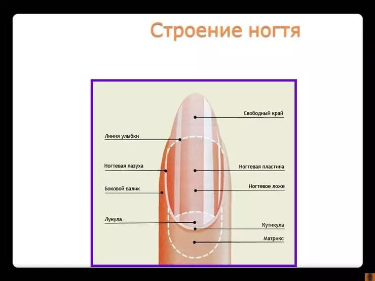 ребристі нігті на руках причини у жінок