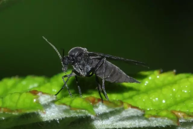 Paano mapupuksa ang midges sa apartment