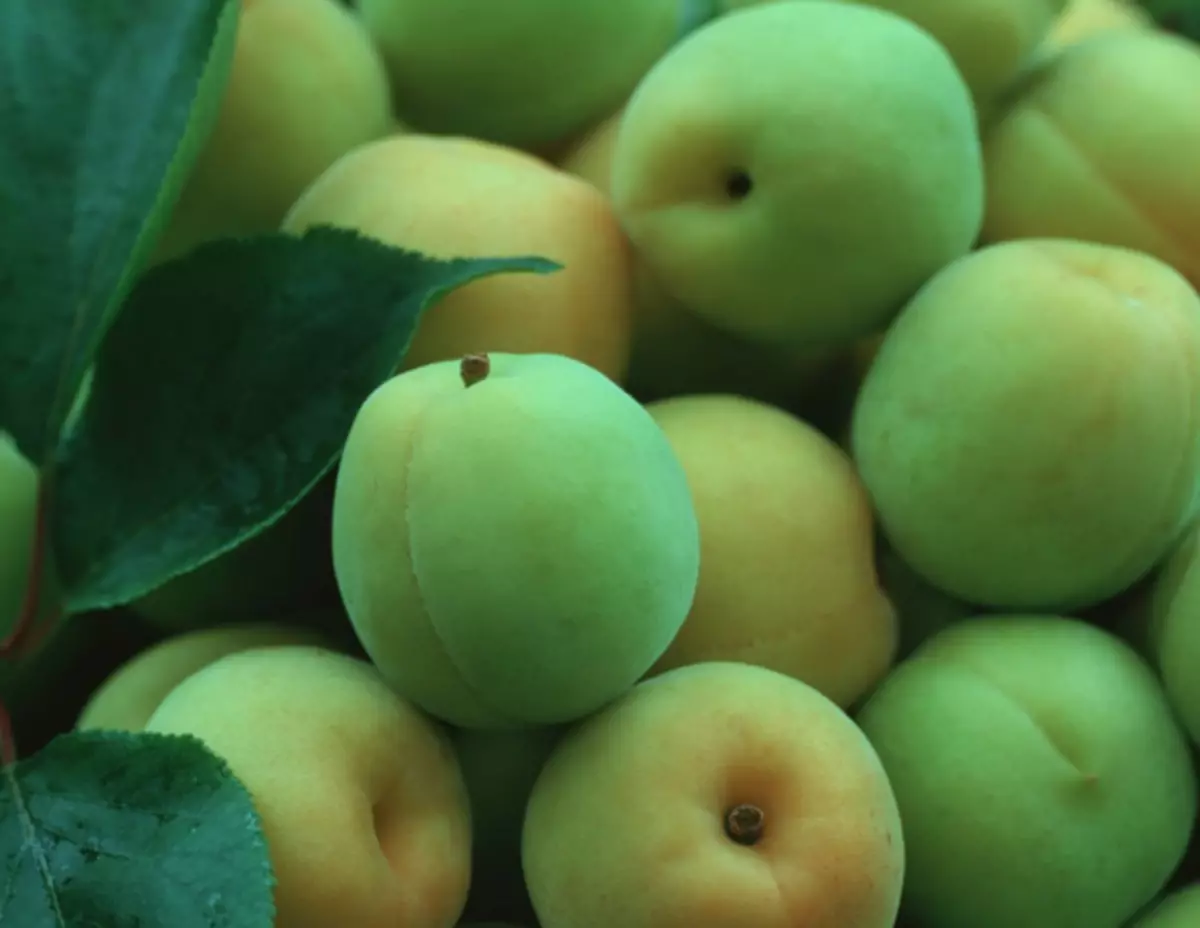 Zelená meruňka Jam.