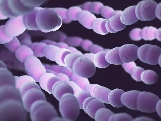 Pneumococcus