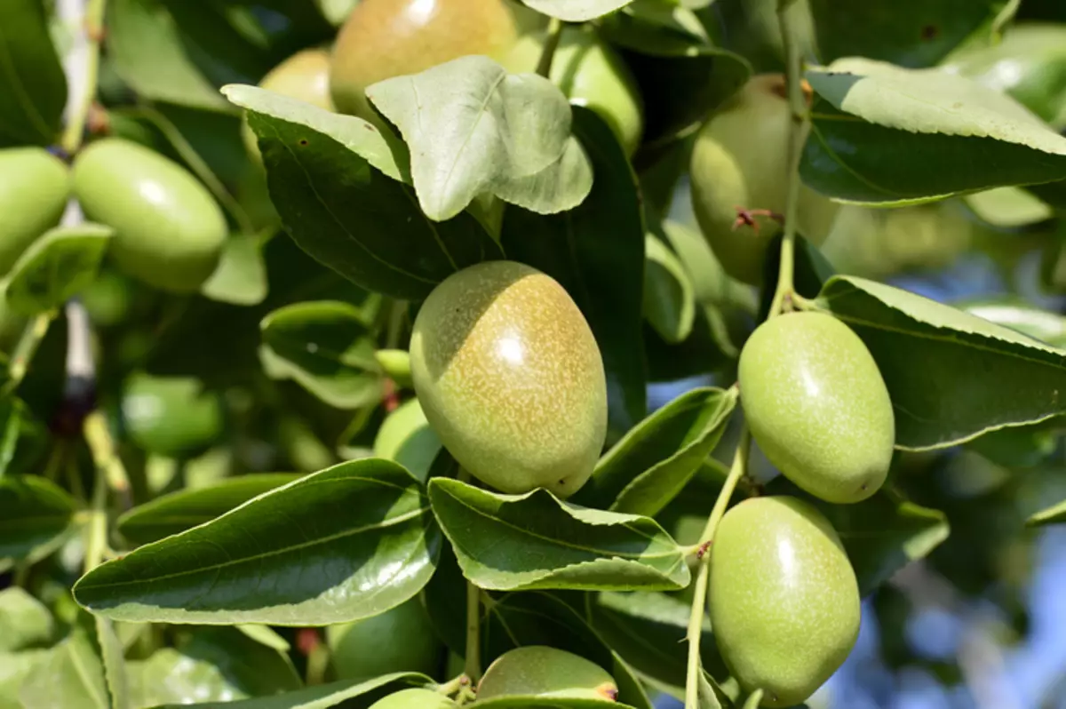 Ola jojoba