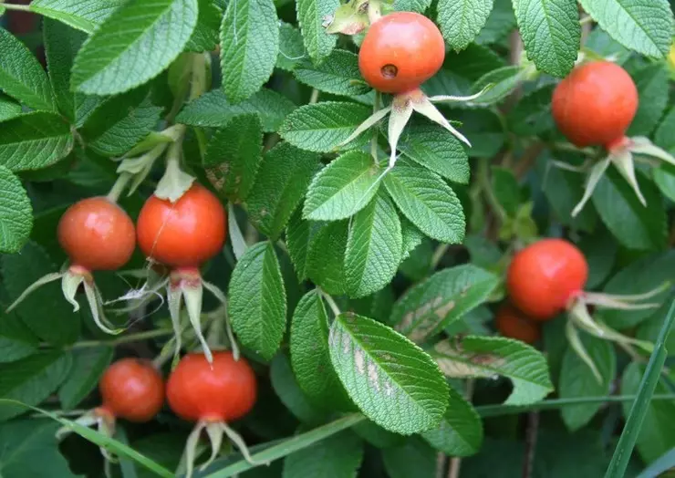 Rosehip mali muhimu na contraindications kwa wanawake.