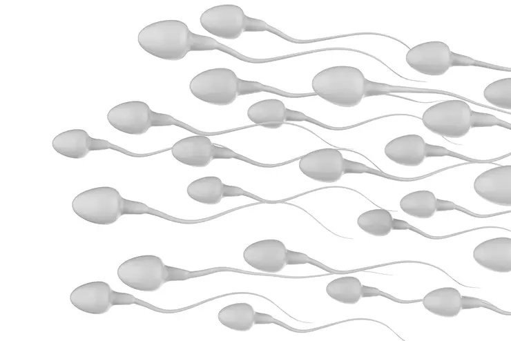 spermatozoov agglutination