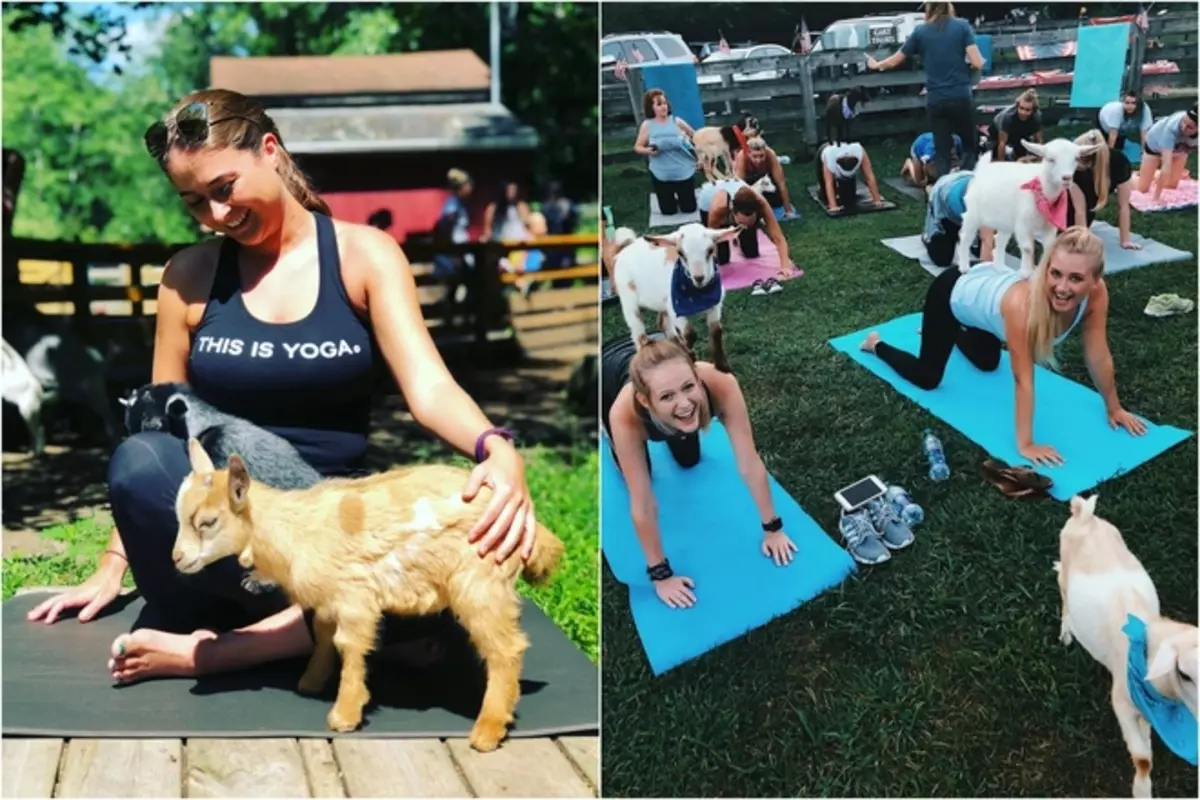 Yoga me dhi: të famshëm të dashur për trend të ri 31434_2