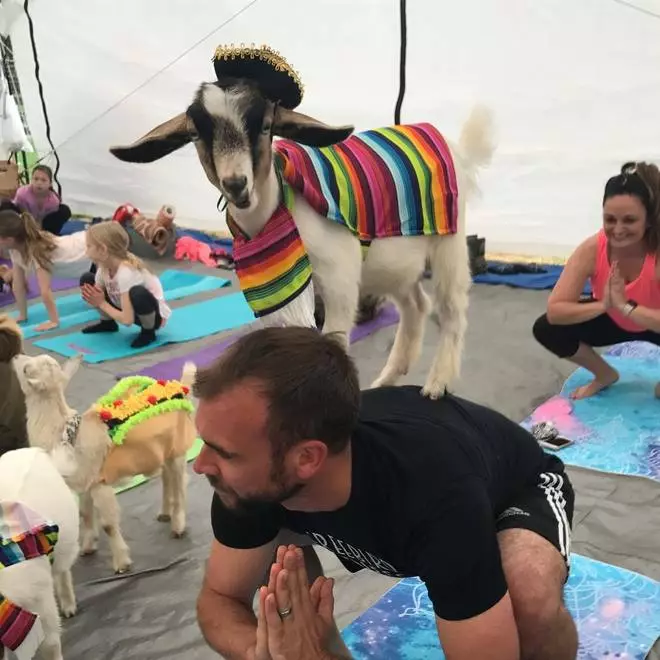 Keçi ile Yoga: Ünlüler yeni trend düşkün 31434_4