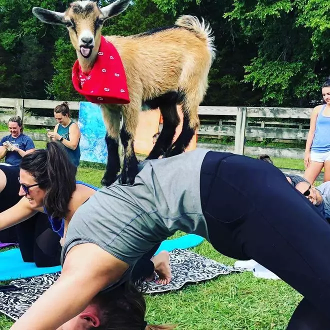 Keçi ile Yoga: Ünlüler yeni trend düşkün 31434_5