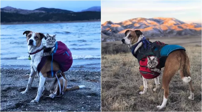 Chien et chat: amis de voyageurs inséparables 37253_14