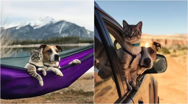 Chien et chat: amis de voyageurs inséparables 37253_5