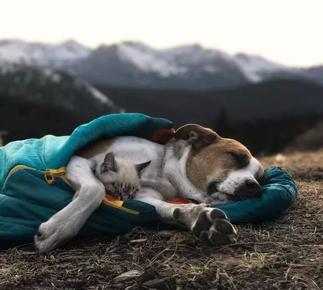 Chien et chat: amis de voyageurs inséparables 37253_6