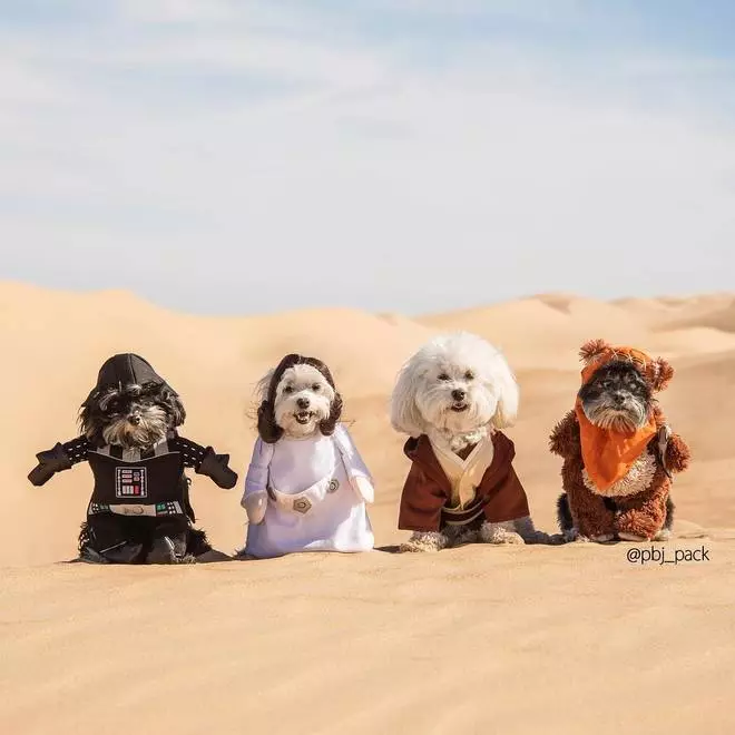 Van Darth Vader na Superman: 4 honde in kostuums 37957_11