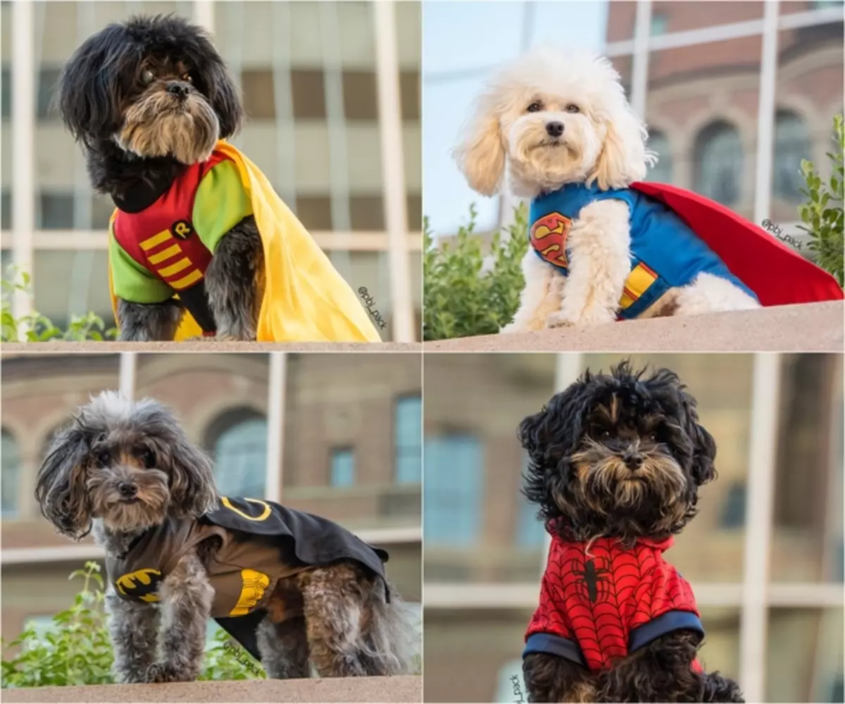 De Darth Vader para Superman: 4 cães em trajes 37957_6