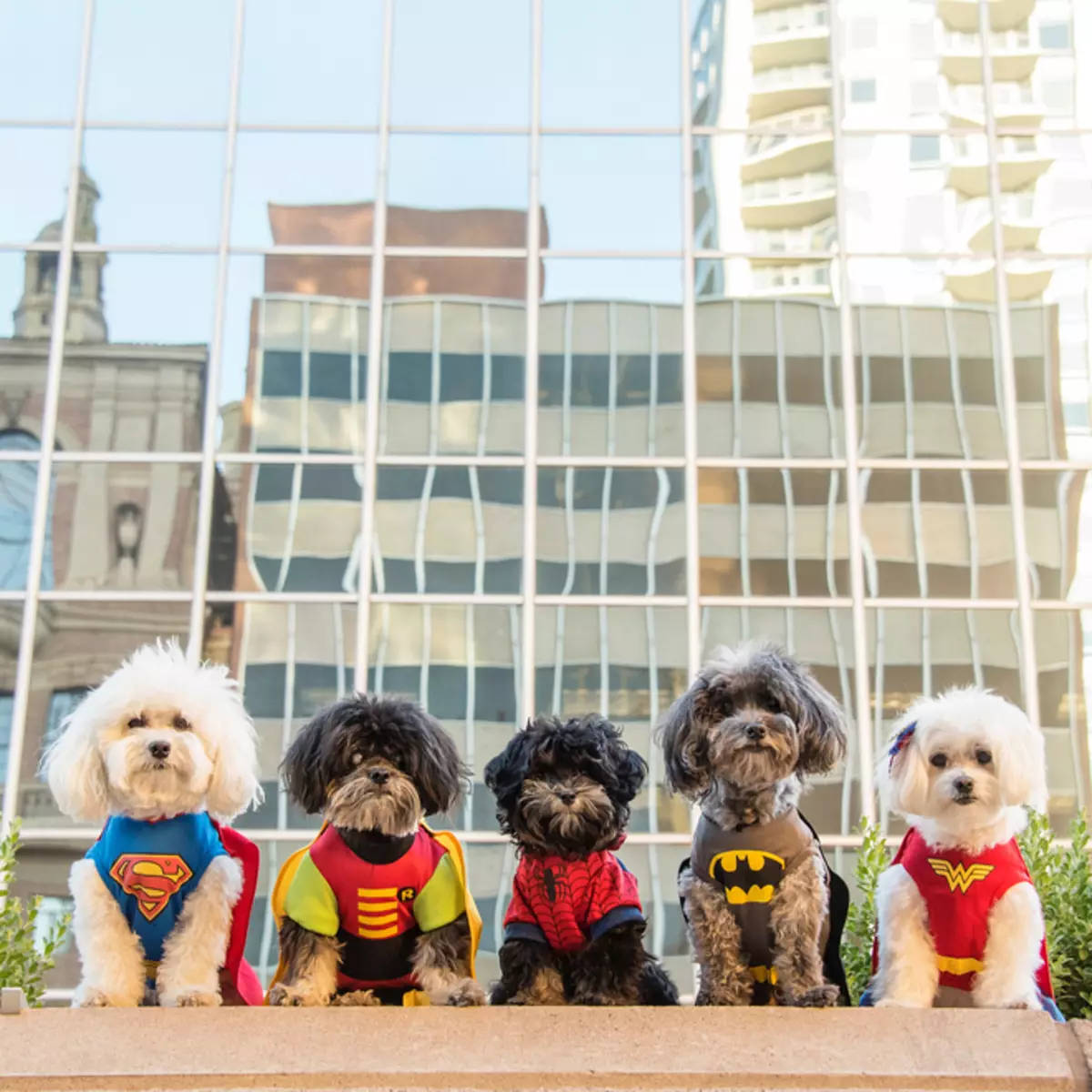 От Дарт Вейдър до Супермен: 4 кучета в костюми 37957_9