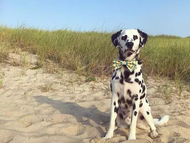 Dalmatian idasanzwe yabaye inyenyeri ya interineti