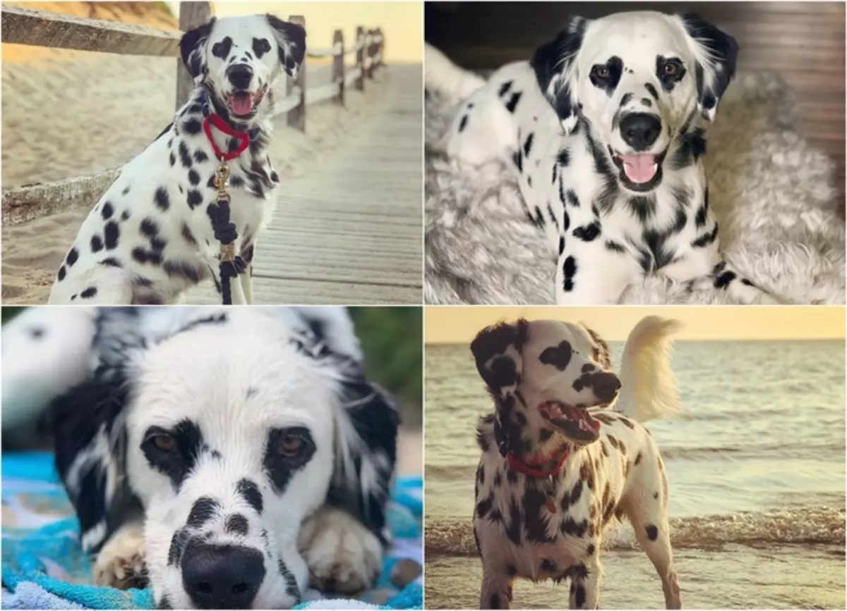 Nekutima Dalmatiano fariĝis la stelo de la interreto 39652_10