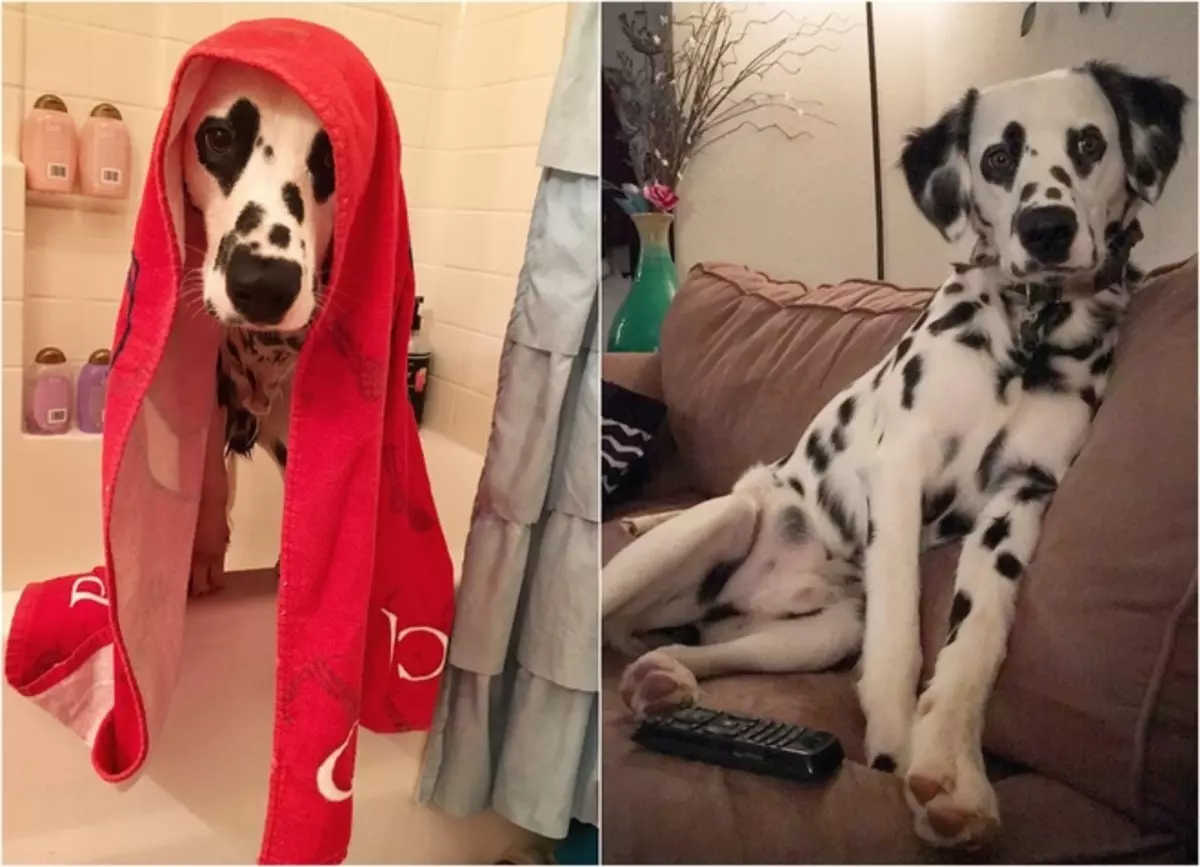 Nekutima Dalmatiano fariĝis la stelo de la interreto 39652_11