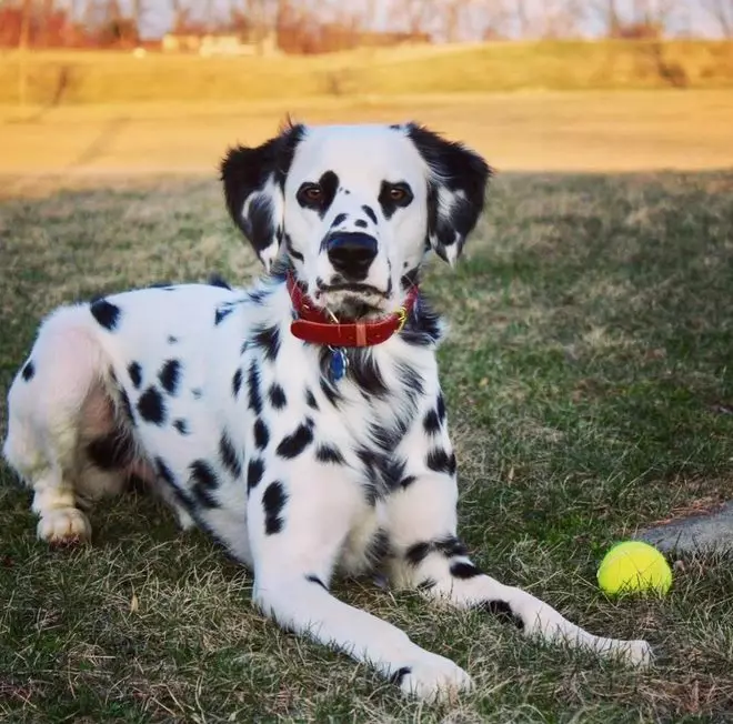 Nekutima Dalmatiano fariĝis la stelo de la interreto 39652_4