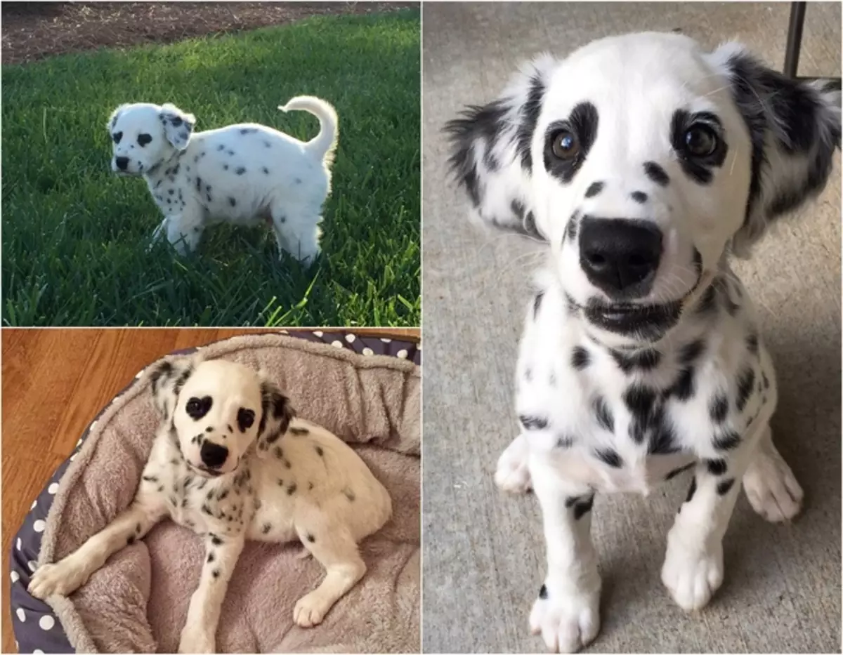 Nekutima Dalmatiano fariĝis la stelo de la interreto 39652_6