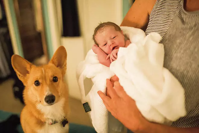 Dog's dog supported the hostess during childbirth