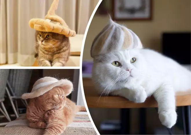 Le propriétaire des trois chats crée des chapeaux de leur laine