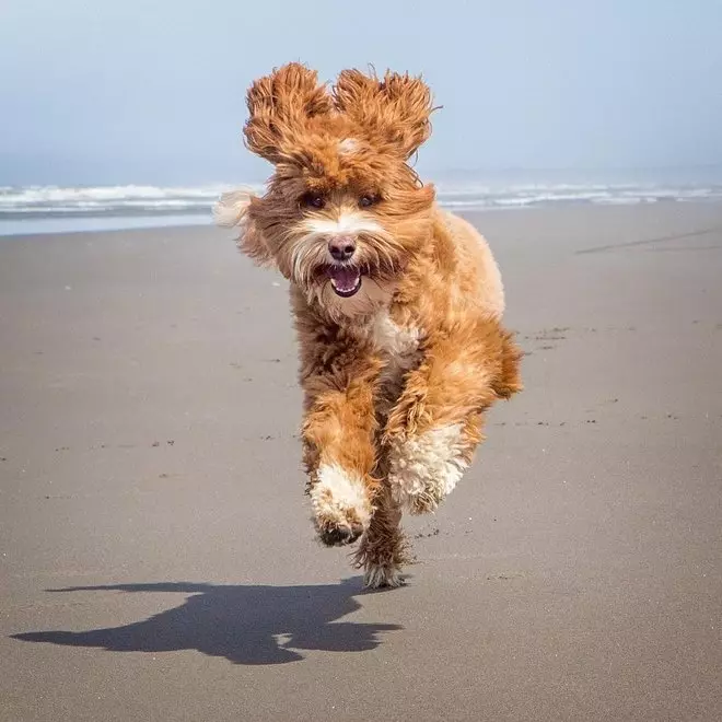 Vaste jongen en hond werden beste vrienden 43730_2