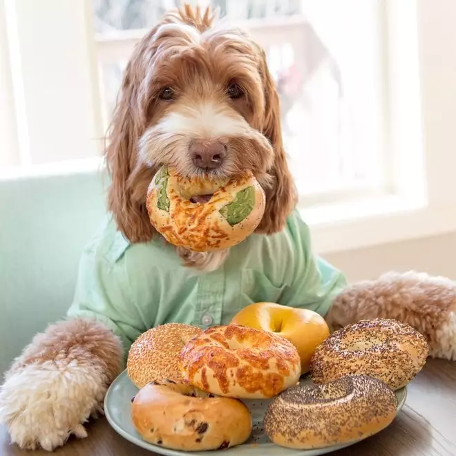 Vaste jongen en hond werden beste vrienden 43730_3