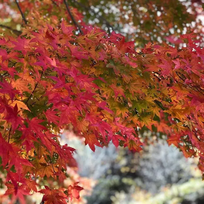 Goldener Herbst: Marina Alexandrova reist in Japan 59604_10