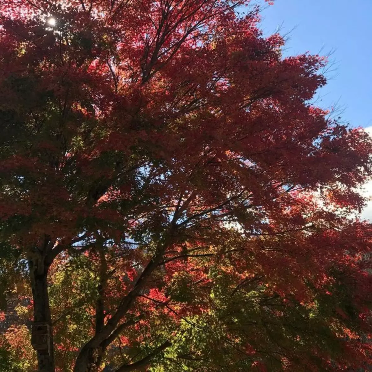 Goldener Herbst: Marina Alexandrova reist in Japan 59604_9