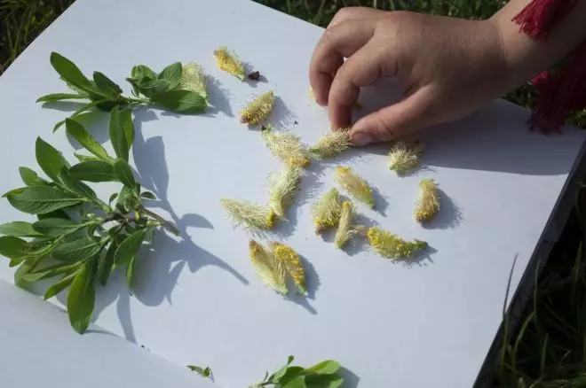 İç dekorasyon için herbaryumdan botanik resim nasıl yapılır 700829_1
