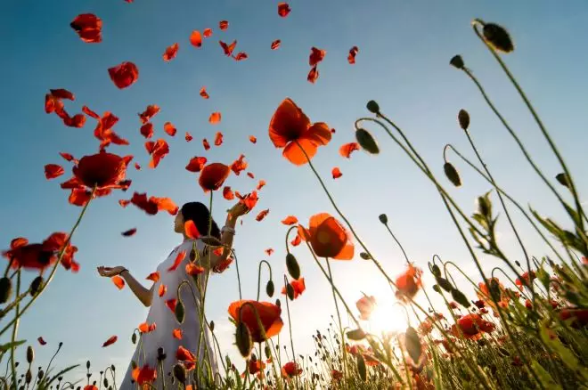 Ideoj Fotoj en Flower Field - Best Rackers, interesaj trovoj, Lifehaki 707566_1