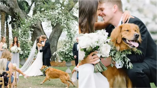 Fluffy Shaper: Hunden gjorde en spesiell rolle på bryllupet og ble stjernen på Internett 739067_2