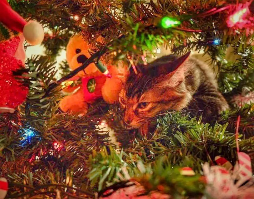 Año nuevo y Catics: Las fotos festivas más festivas de las mascotas. 74197_11