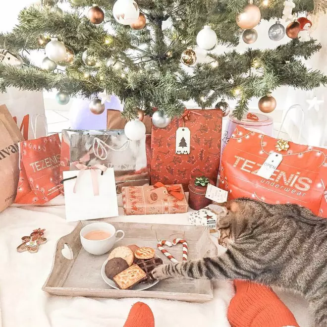 Año nuevo y Catics: Las fotos festivas más festivas de las mascotas. 74197_20