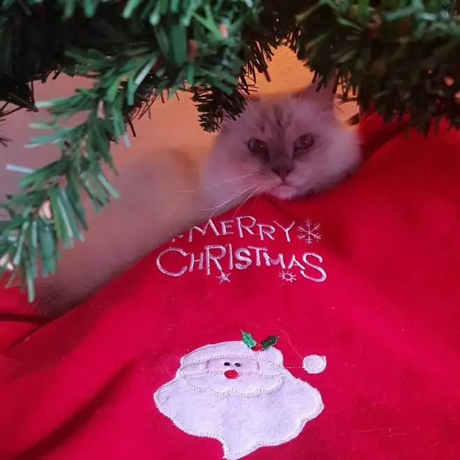 Año nuevo y Catics: Las fotos festivas más festivas de las mascotas. 74197_24