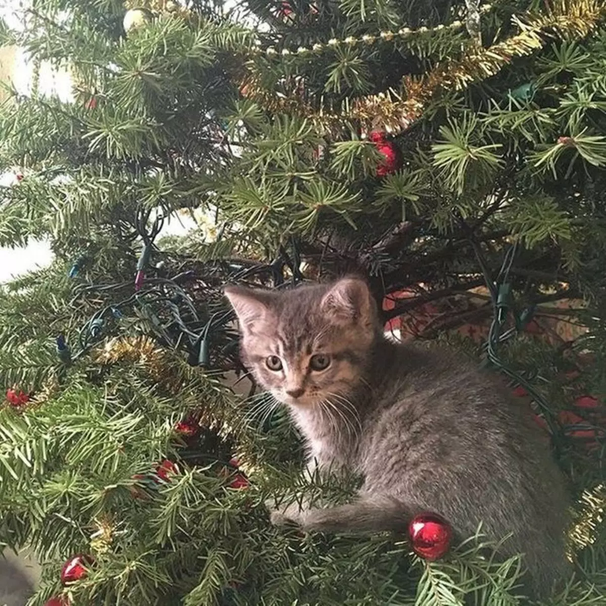 Año nuevo y Catics: Las fotos festivas más festivas de las mascotas. 74197_27